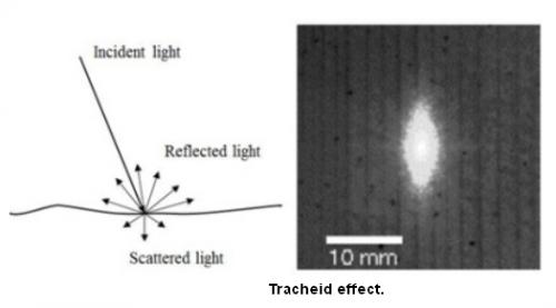 Tracheid-Effekt - WOOD TEC PEDIA