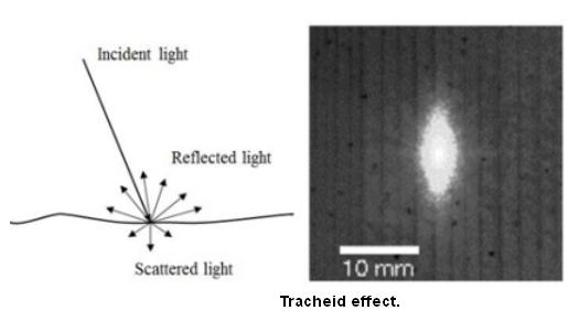 Tracheid-Effekt - WOOD TEC PEDIA